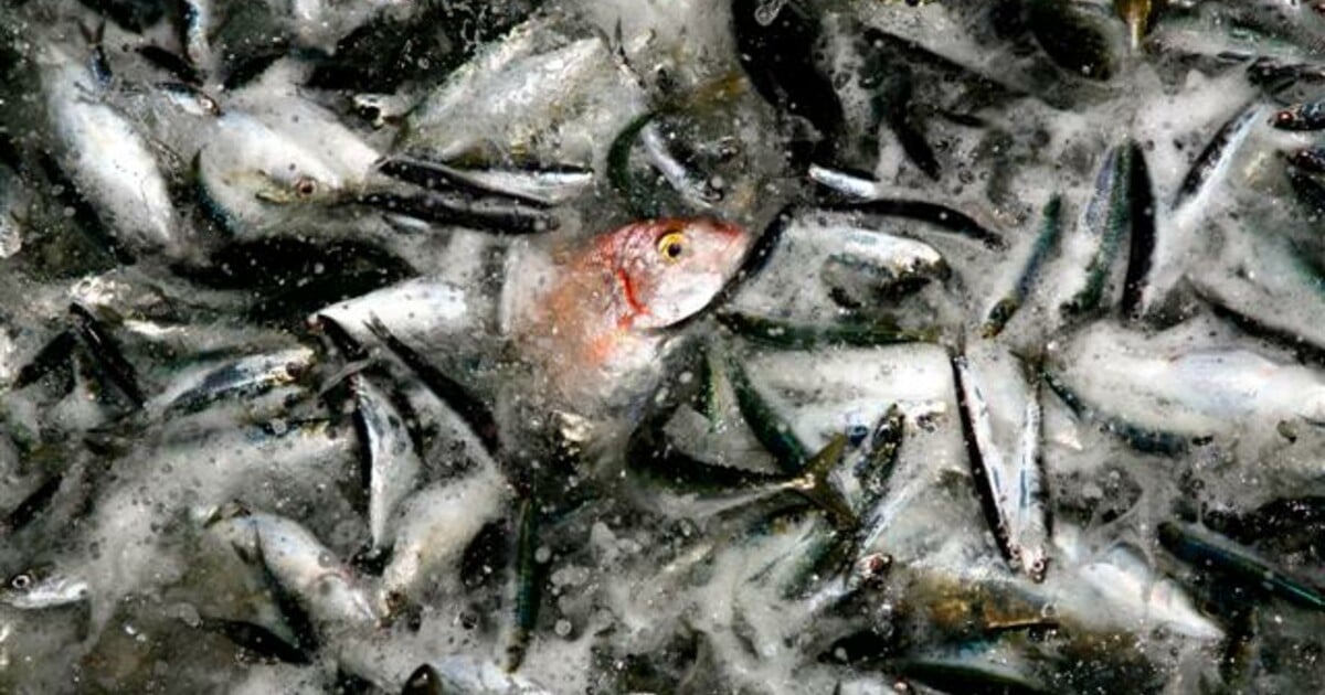 Τα μυστικά της θάλασσας | LiFO