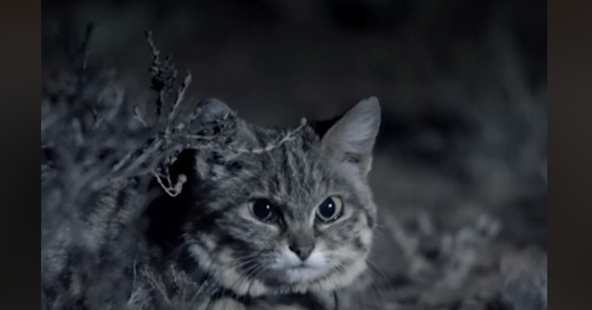 Gyra: Αυτή είναι η πιο φονική γάτα του κόσμου | LiFO