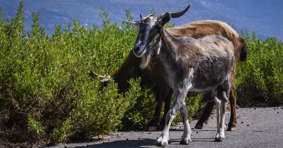 Στην Ελλάδα έχουμε τα περισσότερα γίδια σε όλη την Ευρώπη | LiFO