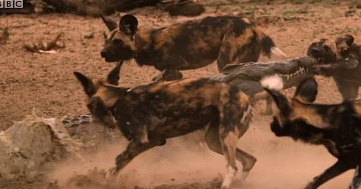 H σκηνή από το ντοκιμαντέρ του BBC που σόκαρε τους τηλεθεατές - Ο σκηνοθέτης έκανε εμετό | LiFO