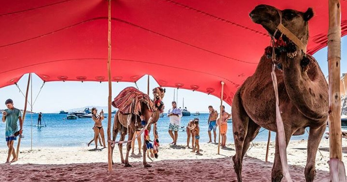 Καταγγελία στην Αστυνομία για τις καμήλες στο πάρτι χλιδής του Nammos | LiFO