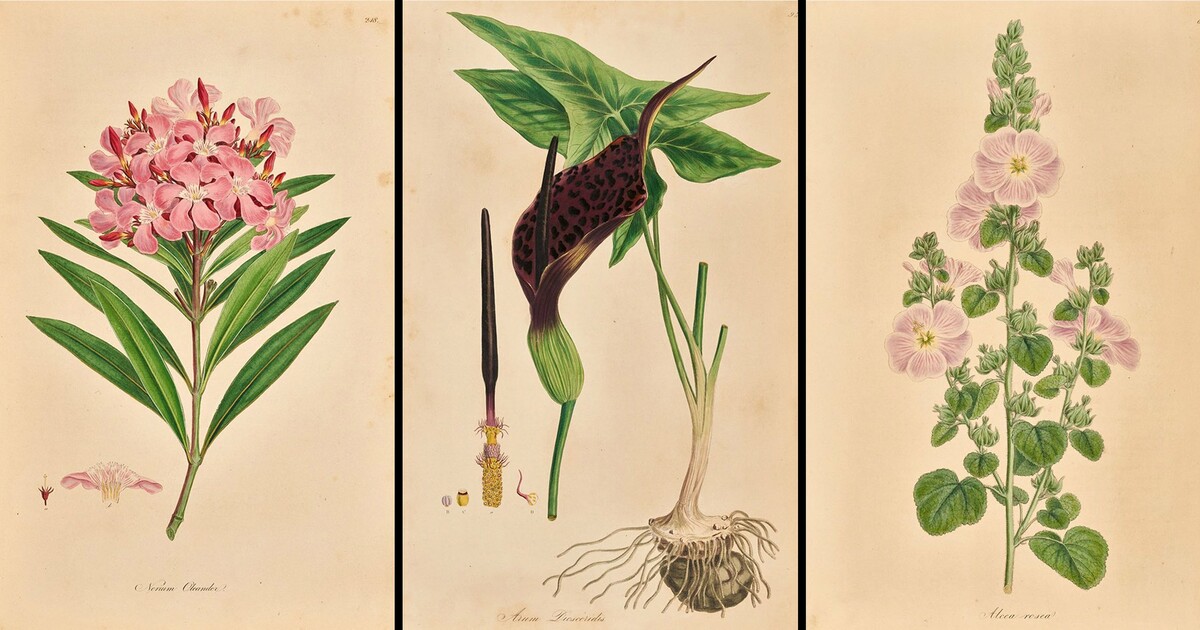 Flora Graeca: Το μεγαλείο της ελληνικής χλωρίδας, σε ένα σπάνιο βιβλίο ...