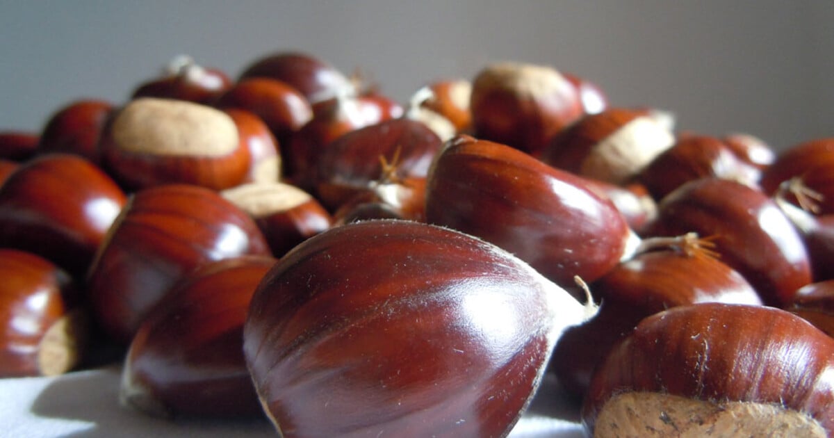 13 αλήθειες για το κάστανο, το βασιλιά των ξηρών καρπών | LiFO