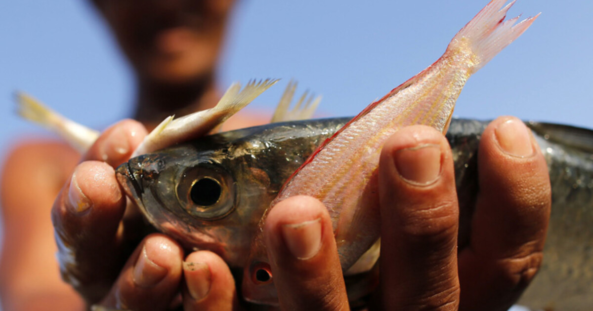 Από το μπαρμπούνι στον γαύρο: Τι ψάρια προτιμούν οι Έλληνες μέσα στην ...