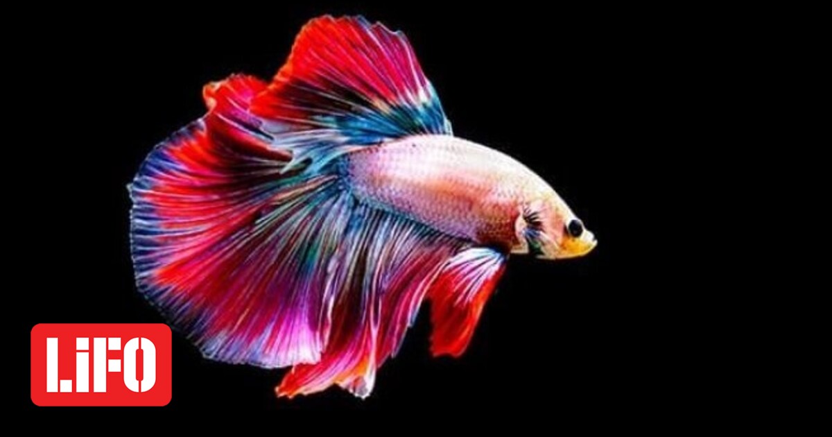 Το ψάρι μονομάχος του Σιάμ ανακηρύχθηκε σύμβολο της Ταϊλάνδης | LiFO