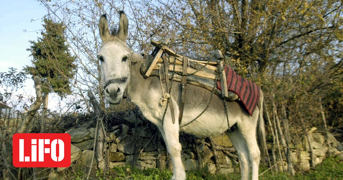 Βόλος: Κάθειρξη δώδεκα μηνών στον 55χρονο που κλωτσούσε το γαϊδούρι για ...