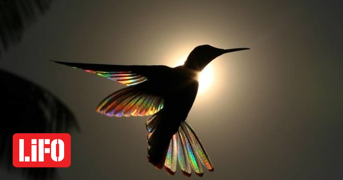 «Winged Prisms»: Το υπέροχο φτέρωμα των κολιμπρί μέσα από μια σειρά ...