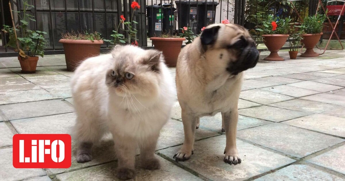 Ο Αρσέν και η Φαντομά, τα πιο διάσημα pets του ελληνικού ίντερνετ ...