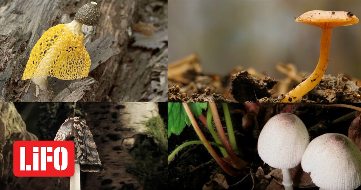 Είναι απίστευτο τι μπορείς να κάνεις με τα μανιτάρια (εκτός από το να ...