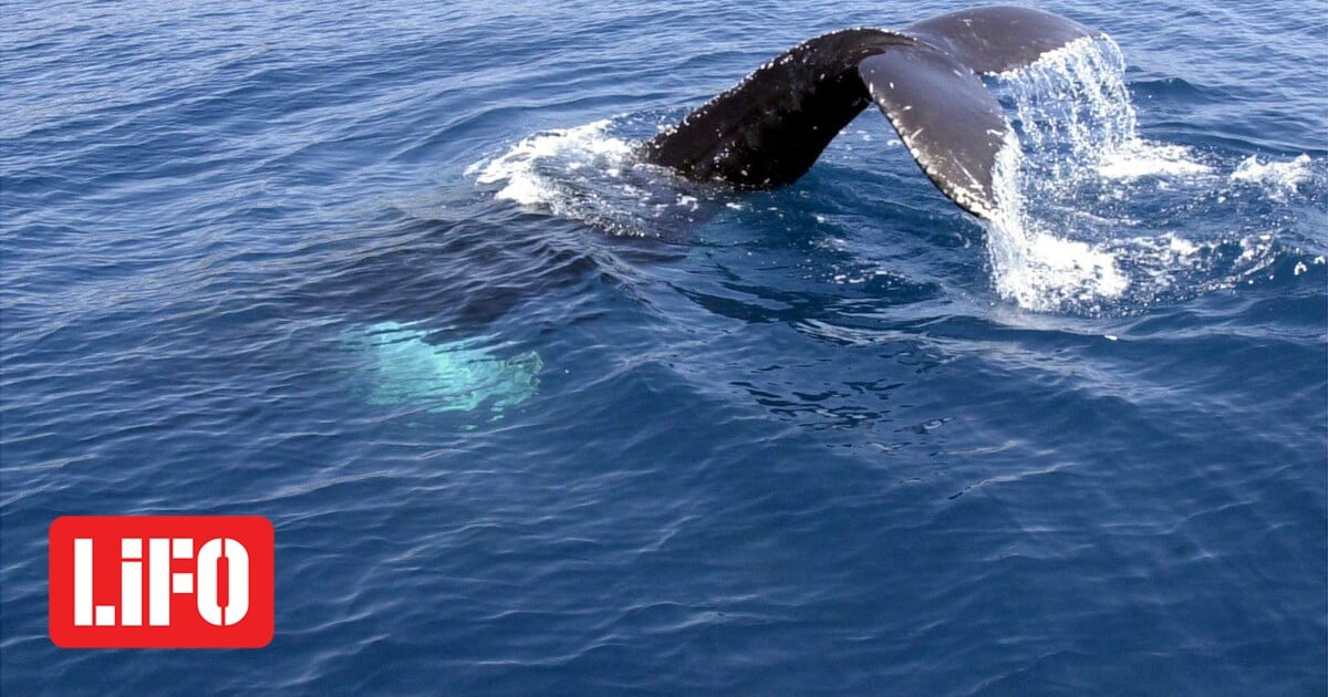 Έρευνα: Οι σεισμοί επηρεάζουν τις φάλαινες -Βρίσκουν τροφή πιο δύσκολα ...