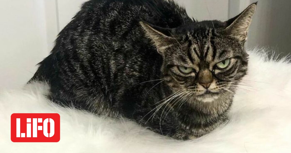 «Angry Kitzia»: Η διάδοχος της πιο μουτρωμένης γάτας που τα social ...