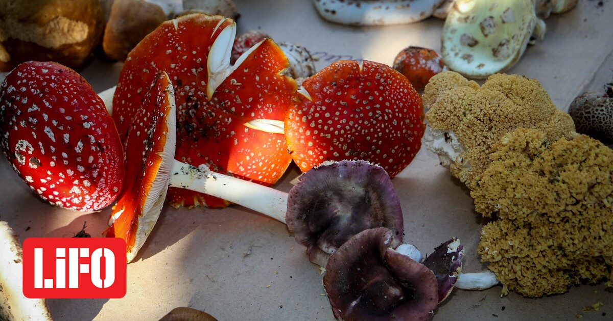 Μεταμόσχευση ήπατος θα χρειαστεί ο μαθητής που δηλητηριάστηκε από ...