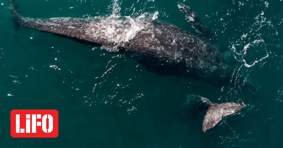 Γκρίζα φάλαινα εθεάθη για πρώτη φορά στις ακτές της Γαλλίας στη ...