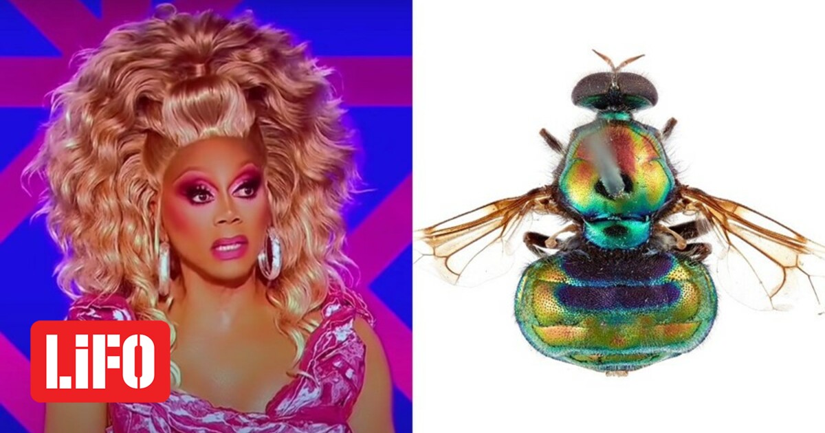 Επιστήμονας έδωσε το όνομα της RuPaul σε μύγα που τρέφεται με κουφάρια ...