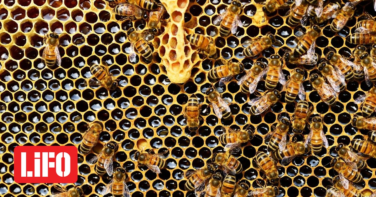 Beegin: Η Endless EC κάνει την αρχή για τους μελισσοκόμους Εύβοιας | LiFO