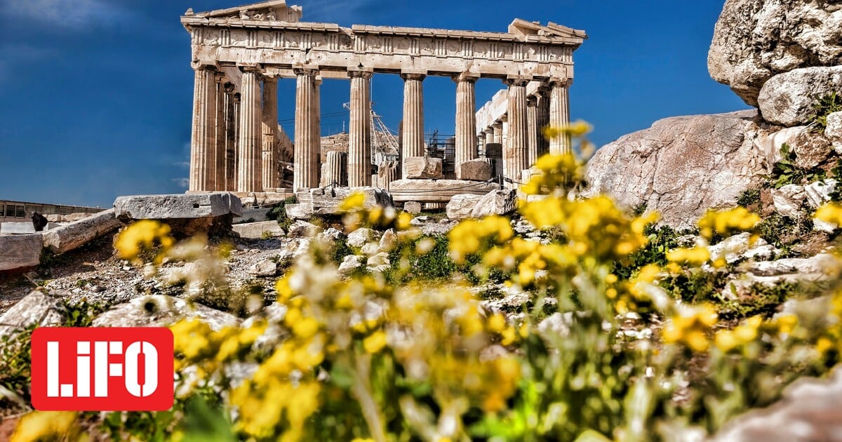 Τα σπάνια φυτά και ζώα της Ακρόπολης | LiFO