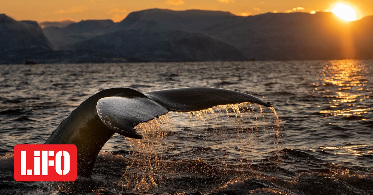 Κέρκυρα: Επιτυχής διάσωση και τρίτης ραμφοφάλαινας | LiFO