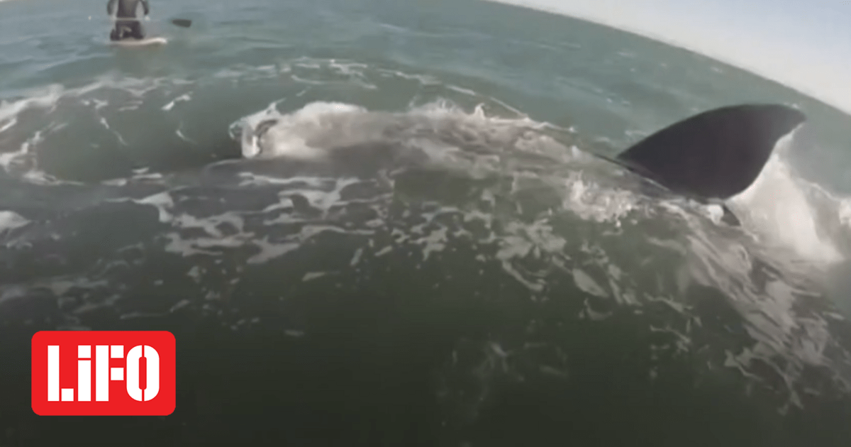 Φάλαινες αιφνιδίασαν κωπηλάτες- Κολυμπούσαν δίπλα τους | LiFO