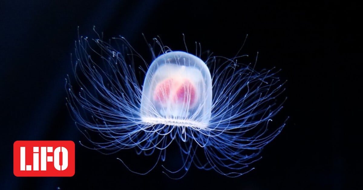 Μια αθάνατη μέδουσα στα βάθη των θαλασσών: Επιστήμονες ξεκλειδώνουν το ...