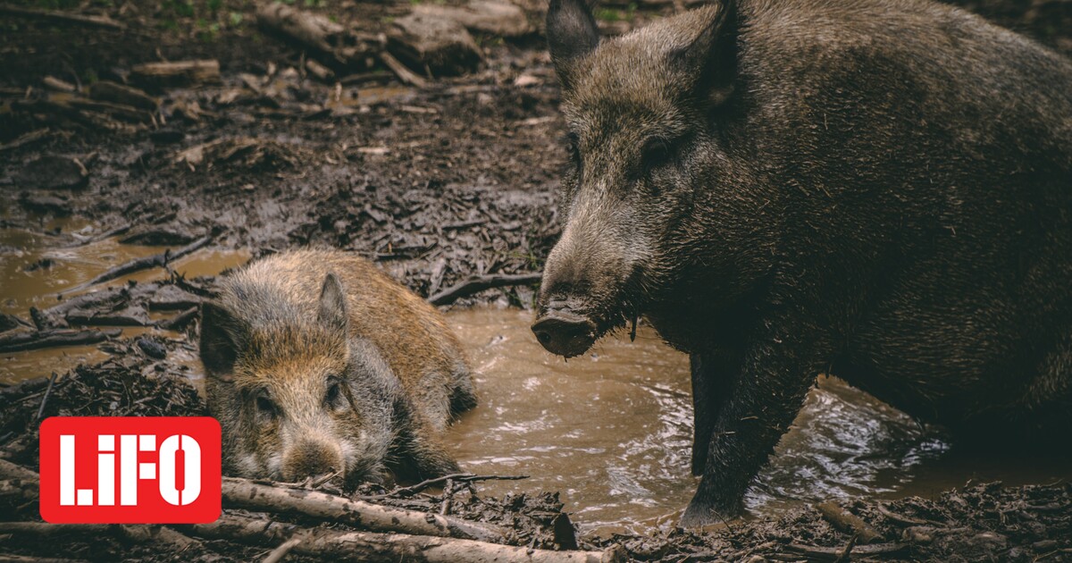 Περίπου 600.000 έφτασαν τα αγριογούρουνα στην Ελλάδα- «Πρέπει να θηρευτούν 270 χιλιάδες» | LiFO