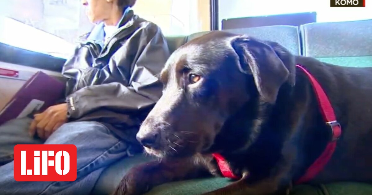 Πέθανε η Eclipse, το διάσημο λαμπραντόρ που έπαιρνε το λεωφορείο και ...