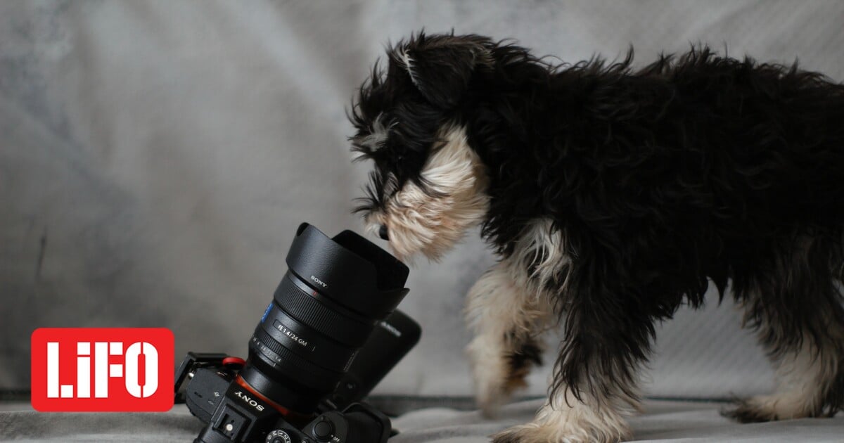 Εταιρεία ψάχνει σκύλο influencer- Και πληρώνει έως 10.000$ για δέκα μήνες | LiFO