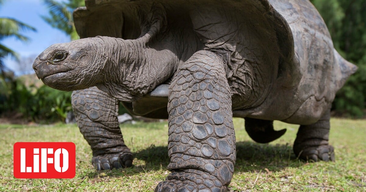 Ο Τζόναθαν, η γηραιότερη χελώνα στον κόσμο, κλείνει τα 190 του χρόνια ...