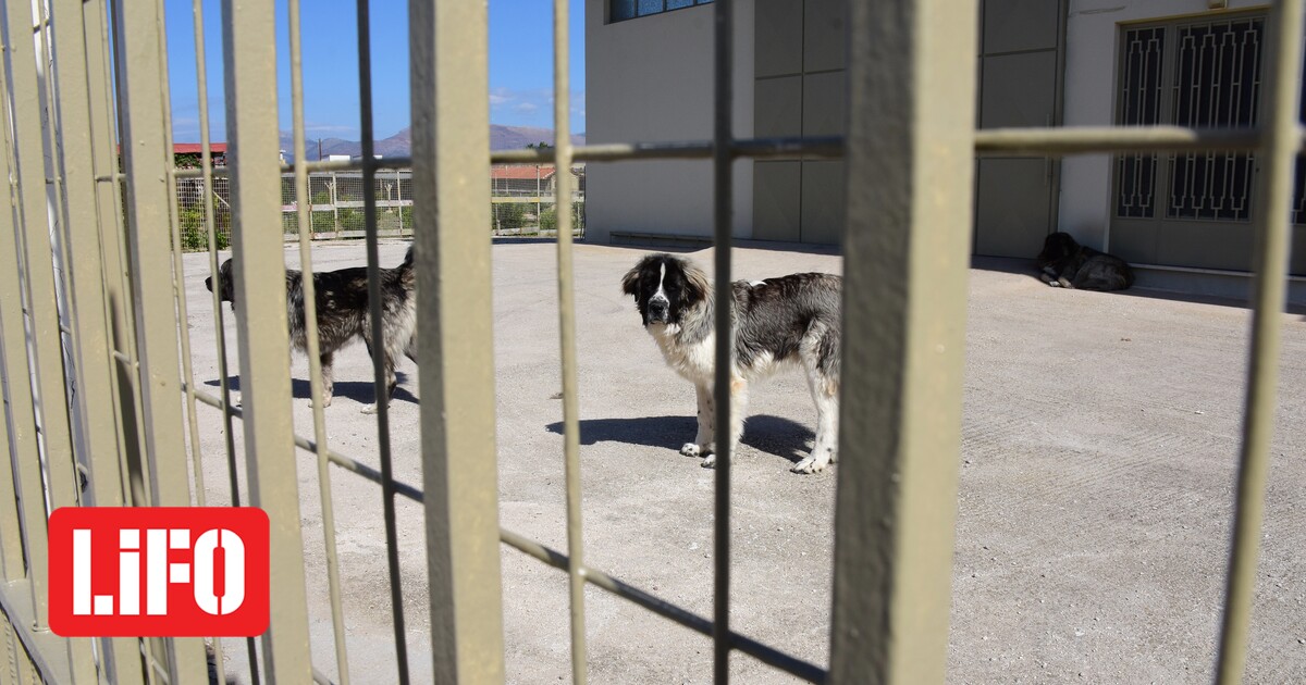 5.000 έλεγχοι το 2022 για την προστασία των ζώων-Πρόστιμα ύψους 3.251.265 ευρώ | LiFO