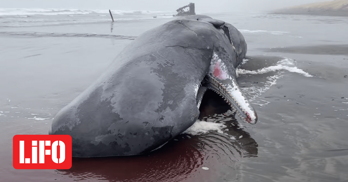 Φάλαινα μήκους 12 μέτρων εντοπίστηκε νεκρή σε ακτή του Όρεγκον | LiFO