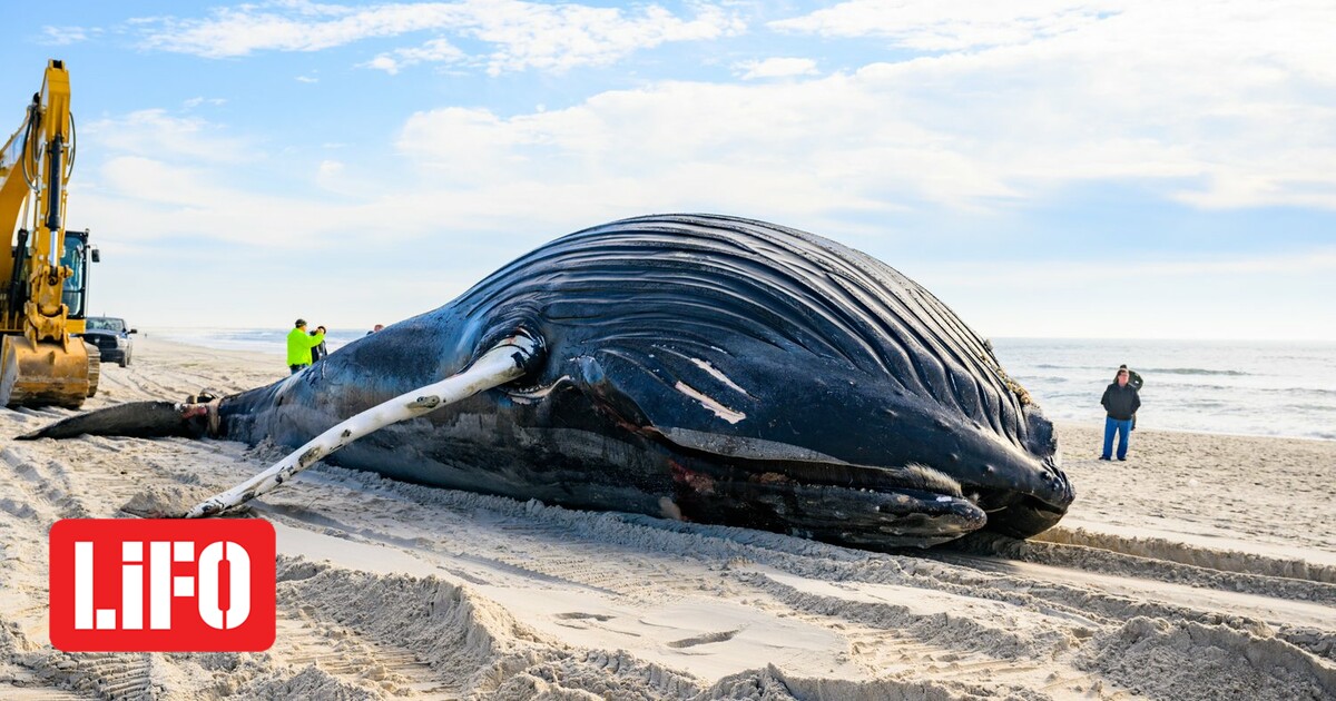 Νέα Υόρκη: Ξεβράστηκε νεκρή φάλαινα σε παραλία- Η 10η τους τελευταίους ...
