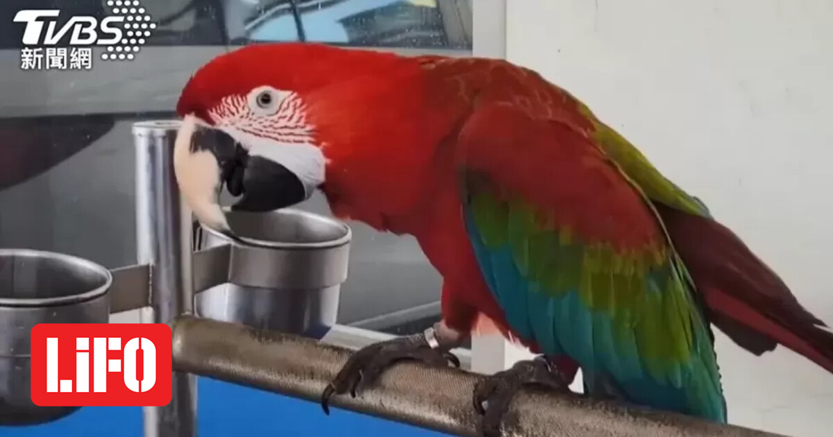 Τρόμαξε, έπεσε κι έσπασε τη λεκάνη του μετά από «φτερούγισμα» παπαγάλου - $90.000 στον ιδιοκτήτη ...