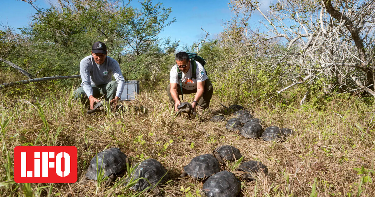 Γκαλαπάγκος: 86 εκτρεφόμενες σε αιχμαλωσία χελώνες απελευθερώθηκαν στο φυσικό τους περιβάλλον | LiFO
