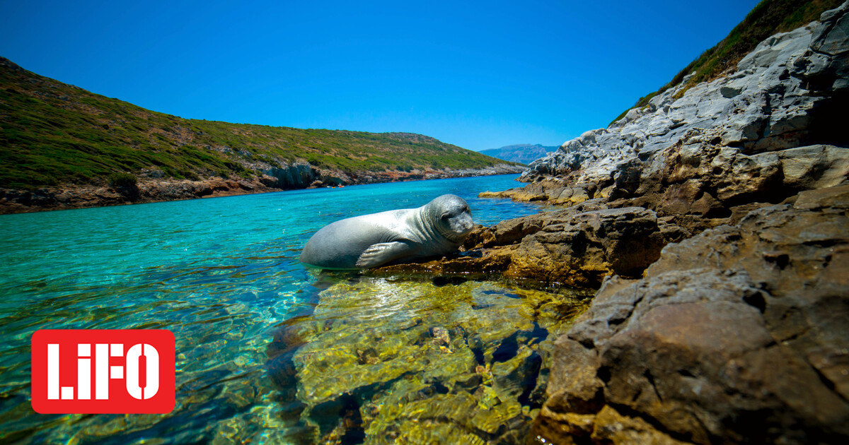 Αλβανία: Κινητοποίηση βιολόγων για την σπάνια μεσογειακή φώκια μονάχους ...