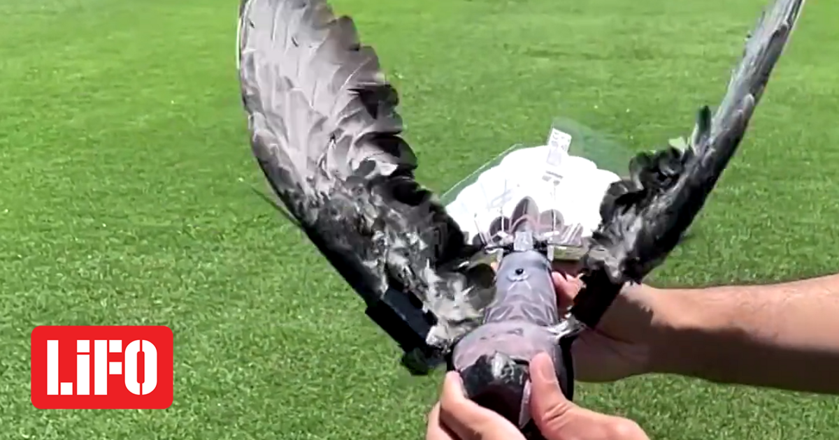 Ταριχευμένα πουλιά μετατρέπονται σε drones | LiFO