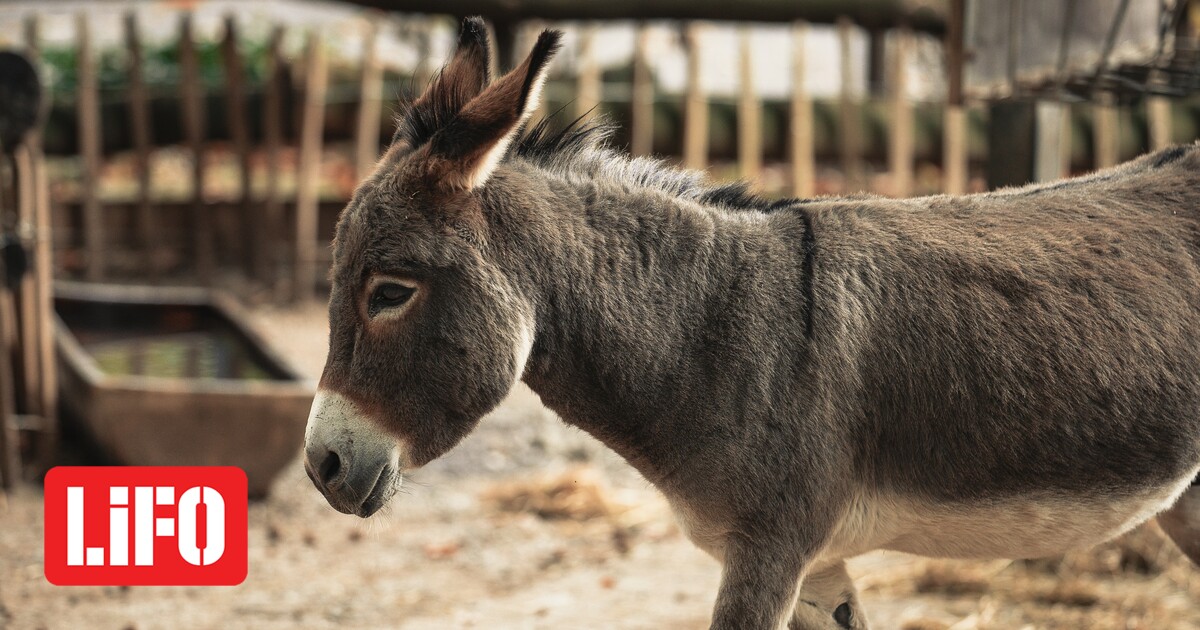 Κορωπί: 30.000 ευρώ πρόστιμο στον ιδιοκτήτη για το νεκρό γαϊδούρι | LiFO