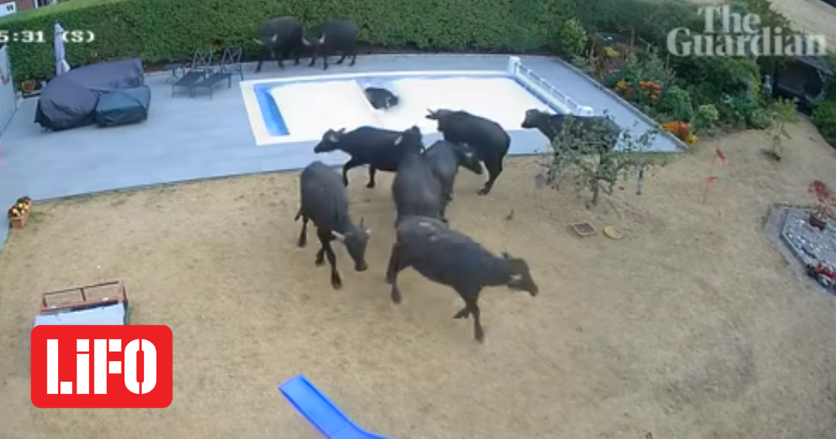 Οχτώ νεροβούβαλοι έπεσαν στην πισίνα ζευγαριού - Έκαναν ζημιά σχεδόν 29.000€ | LiFO