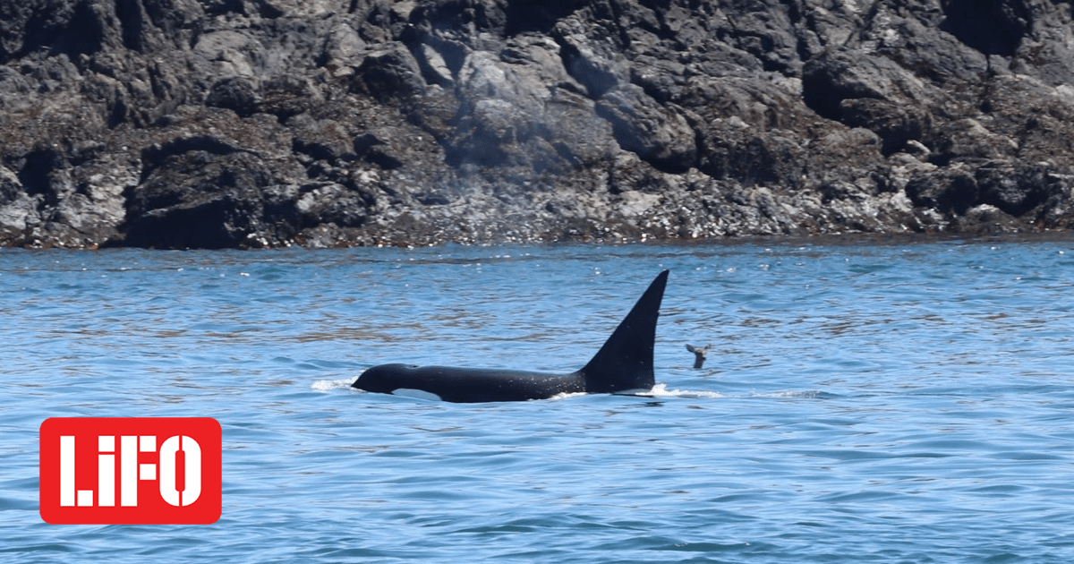 Σπάνιο θέαμα: Ελάφι κολυμπά δίπλα σε φάλαινα όρκα | LiFO