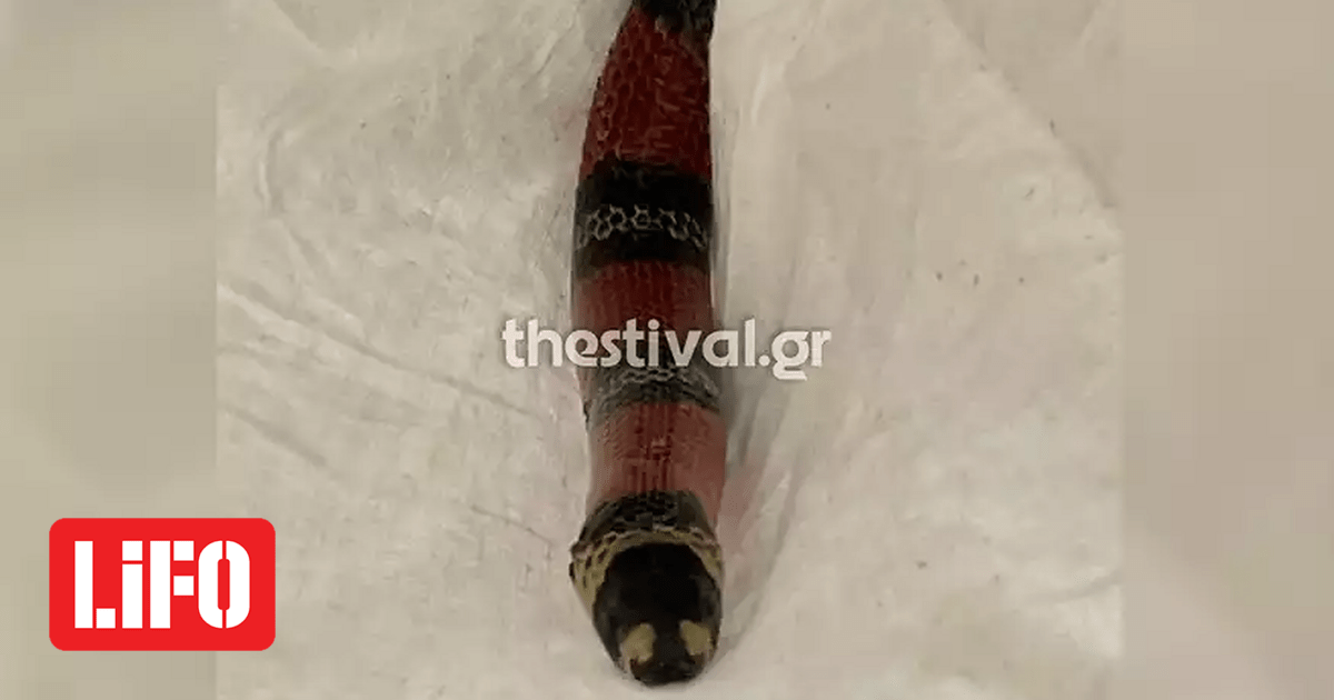 Φίδι προκάλεσε πανικό σε λεωφορείο του ΚΤΕΛ Φλώρινας- Κάλεσαν την ...