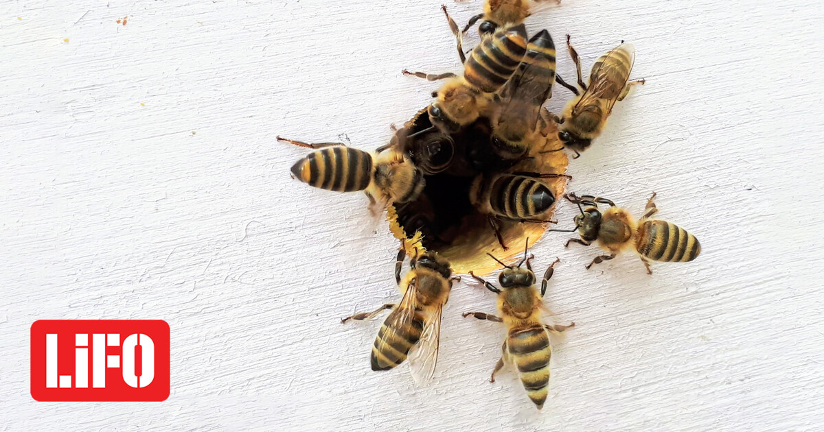 To Beegin στηρίζει σταθερά τους μελισσοκόμους της Β. Εύβοιας | LiFO