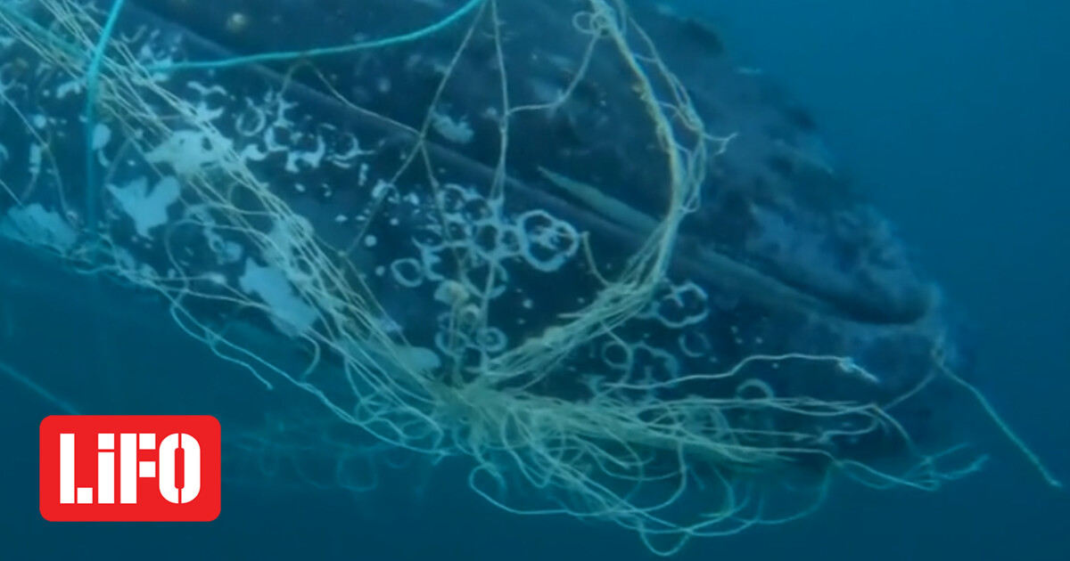 Αυστραλία: Η στιγμή που μεγάπτερη φάλαινα απελευθερώνεται από δίχτυα | LiFO