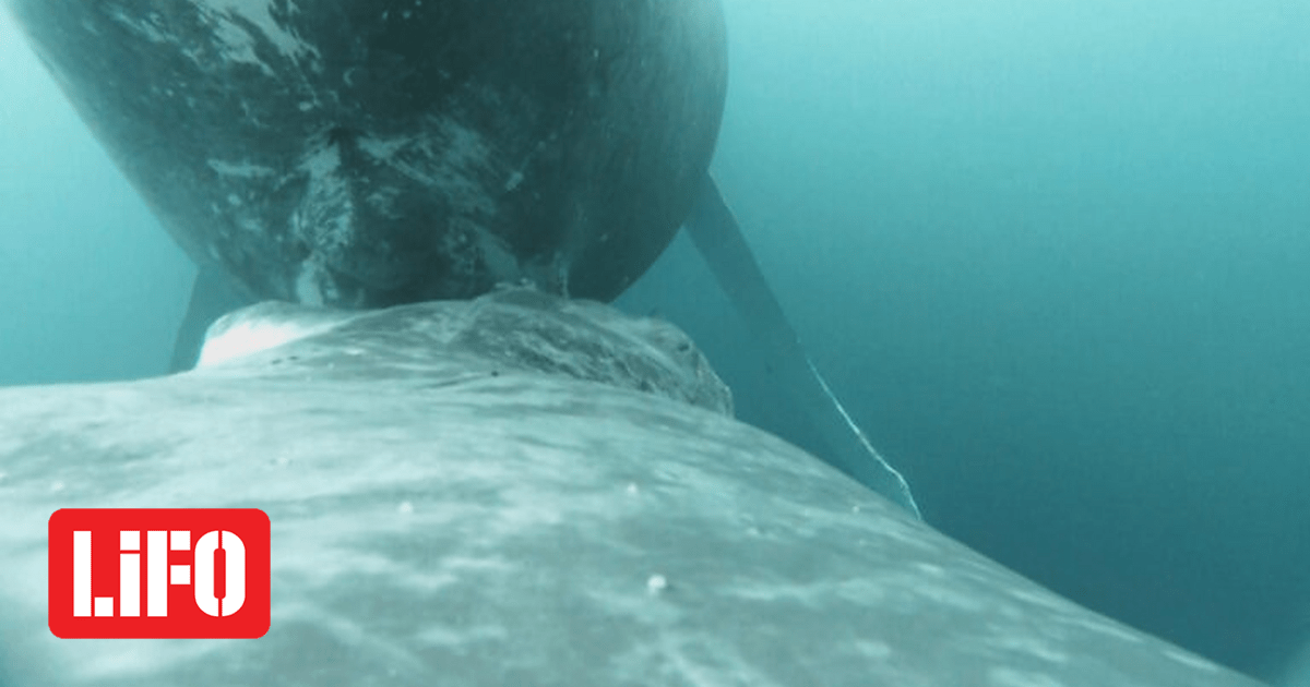Σπάνιο βίντεο δείχνει μεγάπτερη φάλαινα να θηλάζει το μικρό της | LiFO