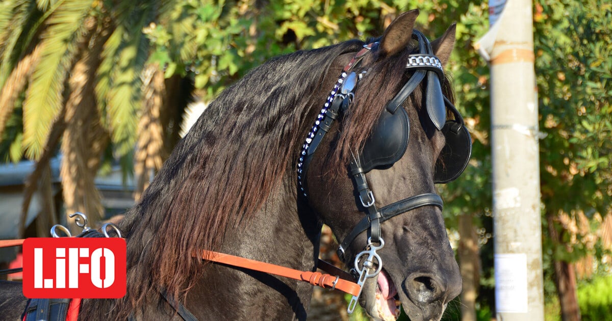 Κέρκυρα: 30.000 € πρόστιμο στον ιδιοκτήτη του αλόγου - Τι έδειξε η νεκροψία | LiFO