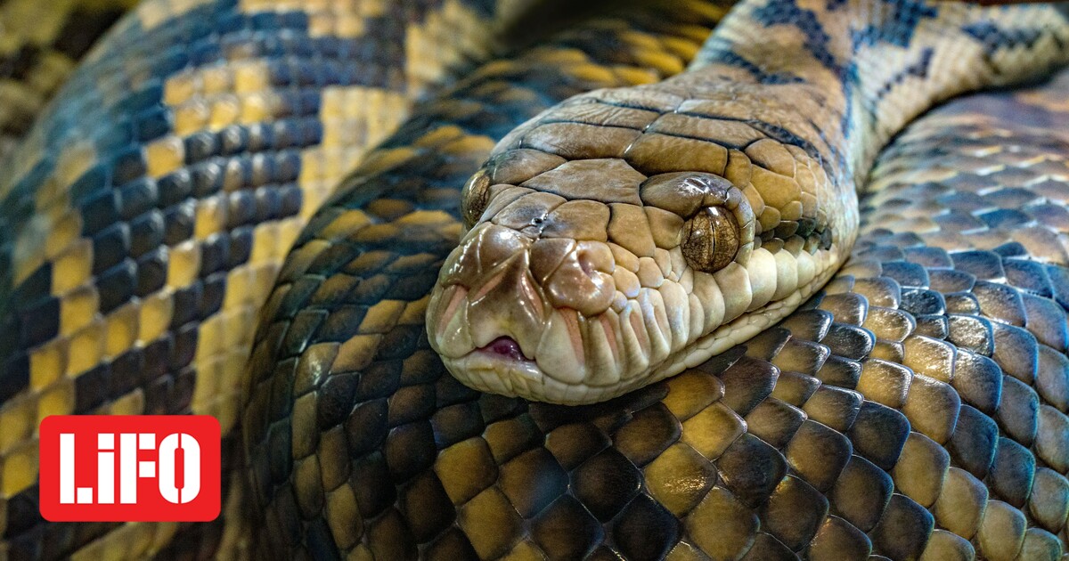 Έπιασαν τον μεγαλύτερο πύθωνα που έχει καταγραφεί ποτέ στη Φλόριντα | LiFO