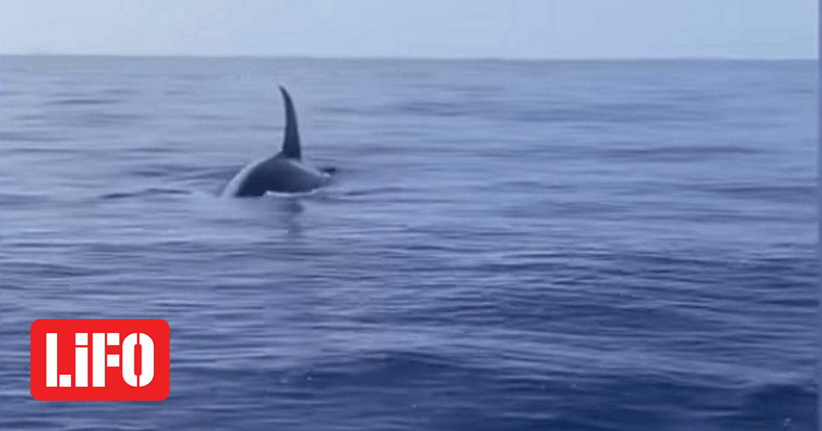 «Είναι μεγάλη, σε βλέπει»: Η στιγμή που φάλαινα προσεγγίζει ψαράδες | LiFO