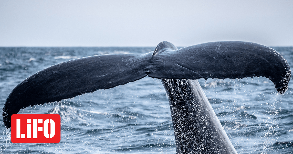 Ανακαλύφθηκαν απολιθωμένα οστά από το μικρότερο προϊστορικό είδος ...