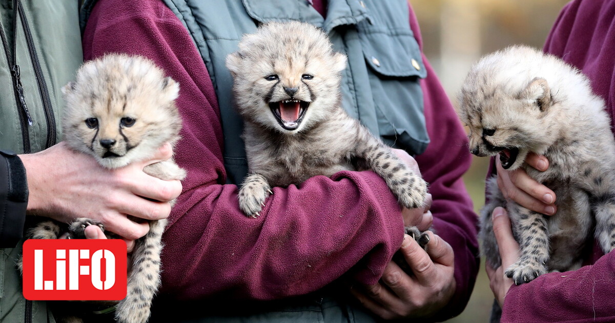UNESCO: «Σανίδα σωτηρίας» τα Μνημεία Παγκόσμιας Κληρονομιάς για τα είδη υπό εξαφάνιση | LiFO