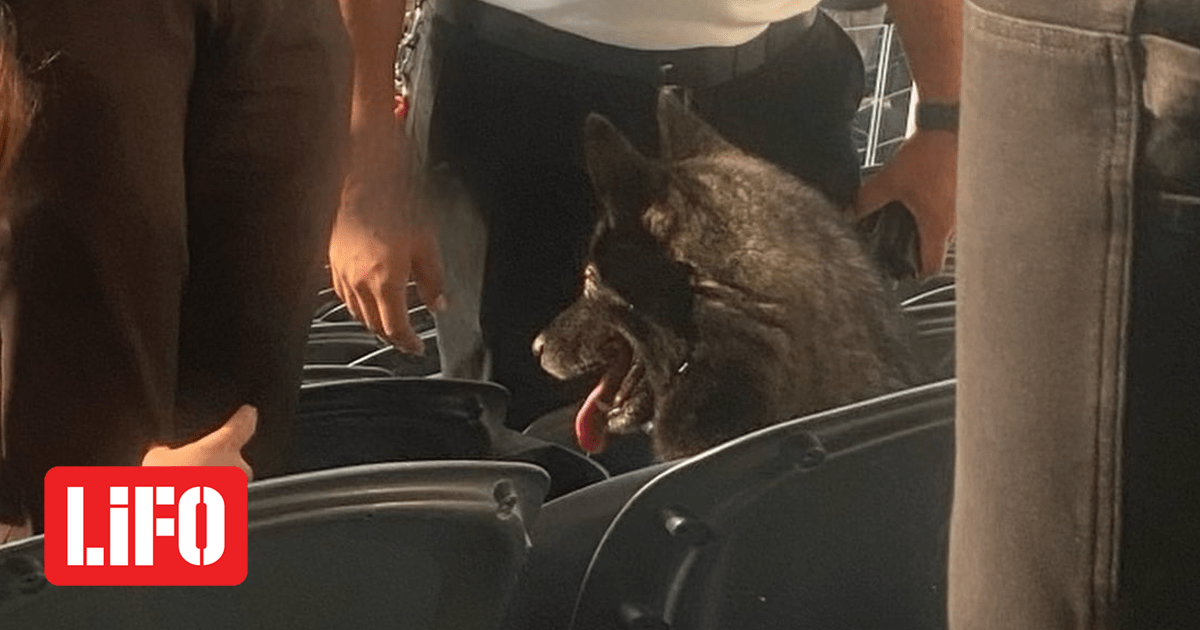 Οι Metallica έχουν και τετράποδους «φαν»- Σκύλος παρακολούθησε συναυλία ...
