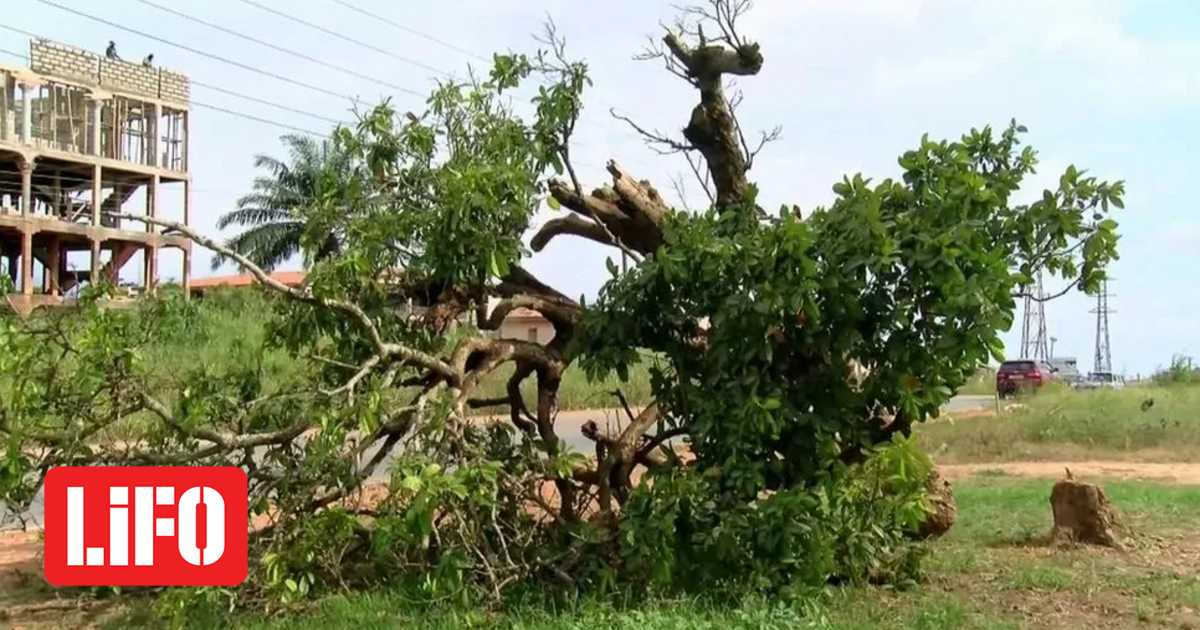 Οργή στην Γκάνα: Έκοψαν δέντρο 300 ετών | LiFO