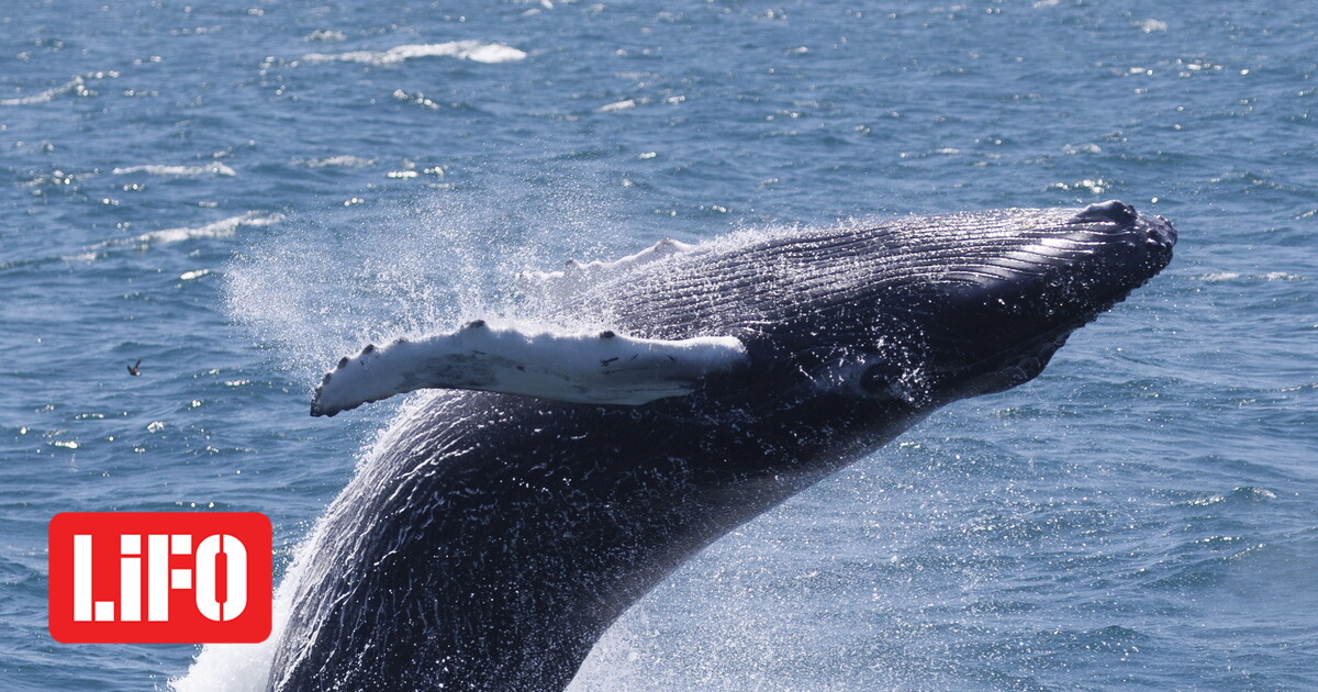 Νέα έρευνα για τον Ζαΐχ Μπολσονάρο- Σχετικά με «παρενόχληση» φάλαινας ...