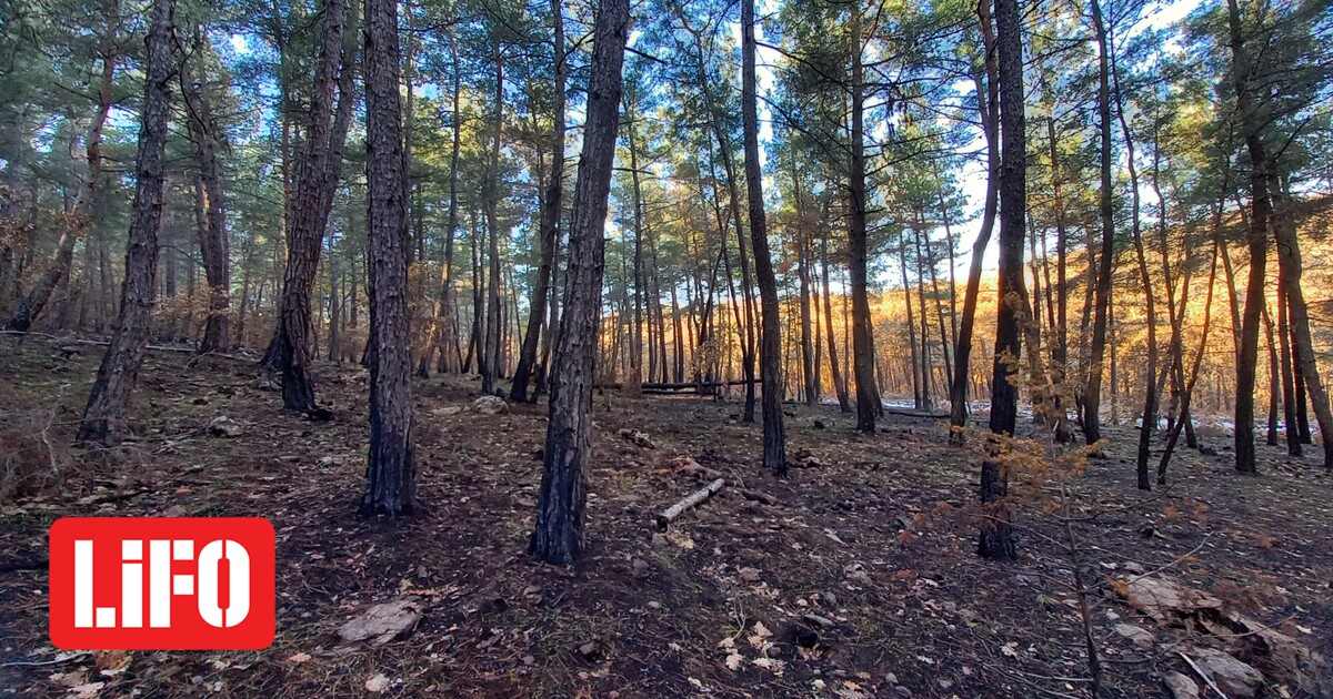 Έβρος: Μελέτη αποκατάστασης δασών από το WWF | LiFO